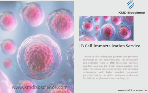 KMD Bioscience-A brief introduction to cell immortalization – KMD ...