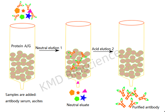 KMD Bioscience-Antibody Purification Strategies: Affinity vs. Protein A ...